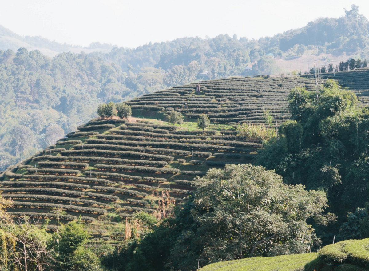 Lake Forest Premium Green Oolong – Mountain View Tea